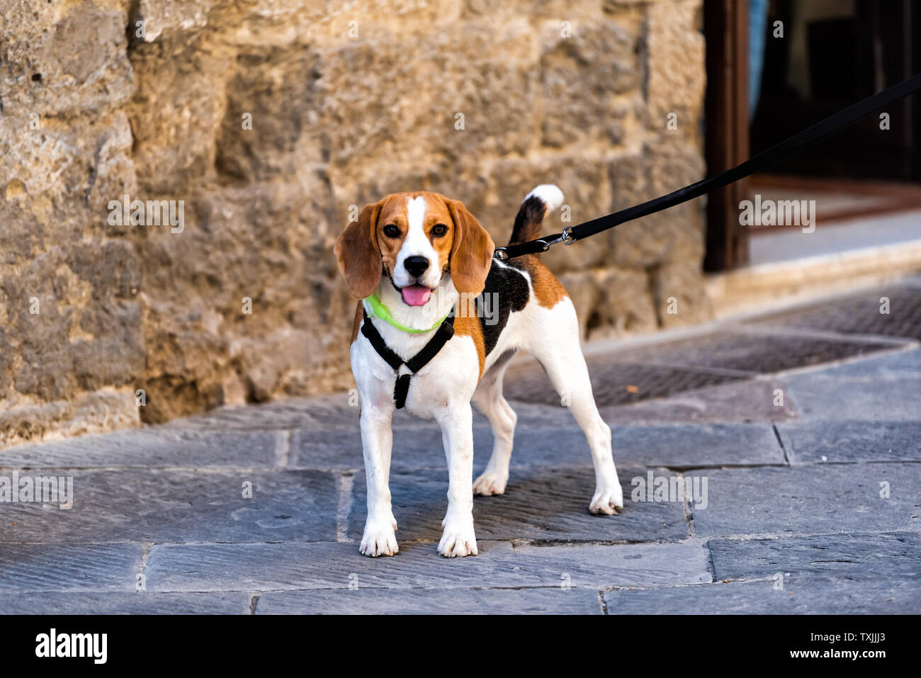 Brown Beagle High Resolution Stock Photography and Images - Alamy