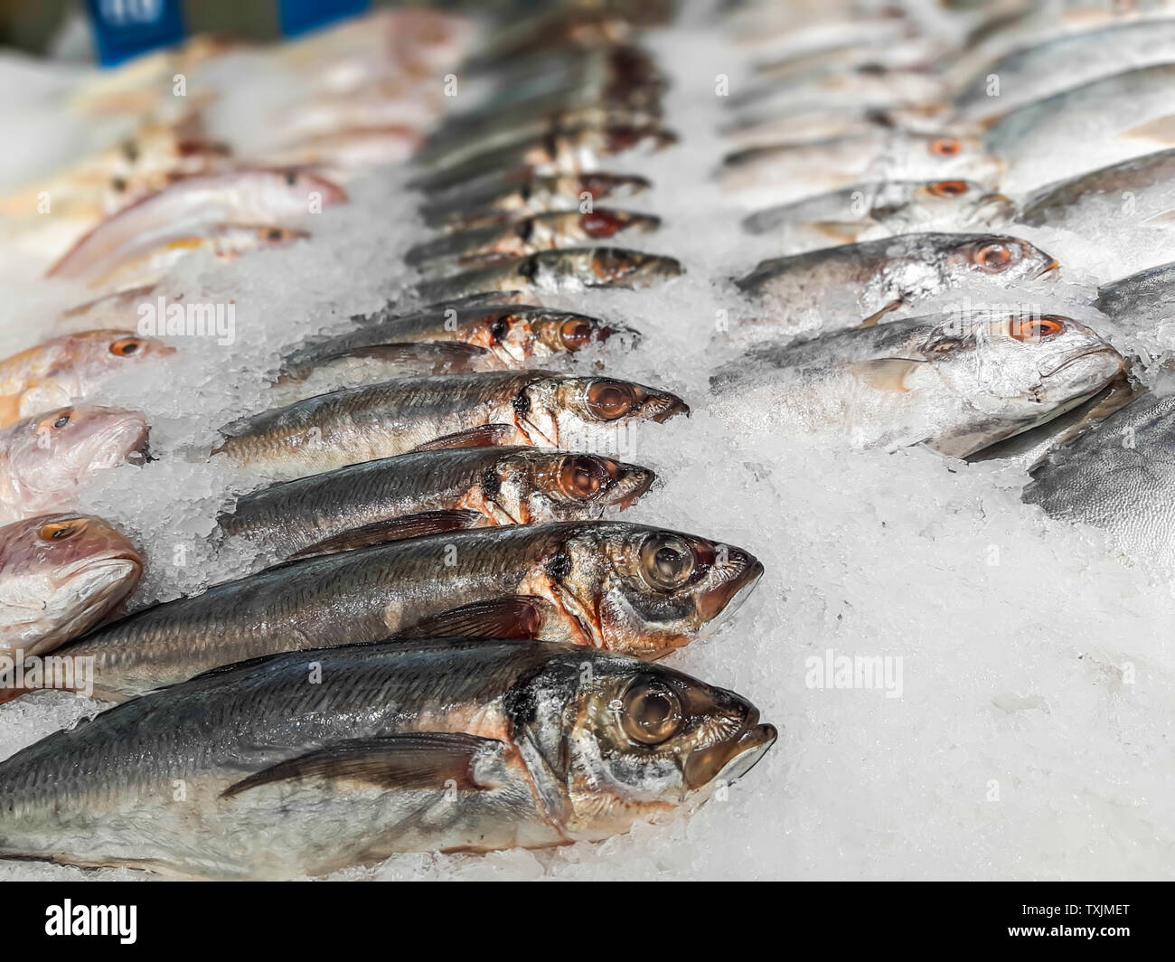 Close up Raw Fresh Fish Chilling on Ice in Seafood Market Stall Stock ...