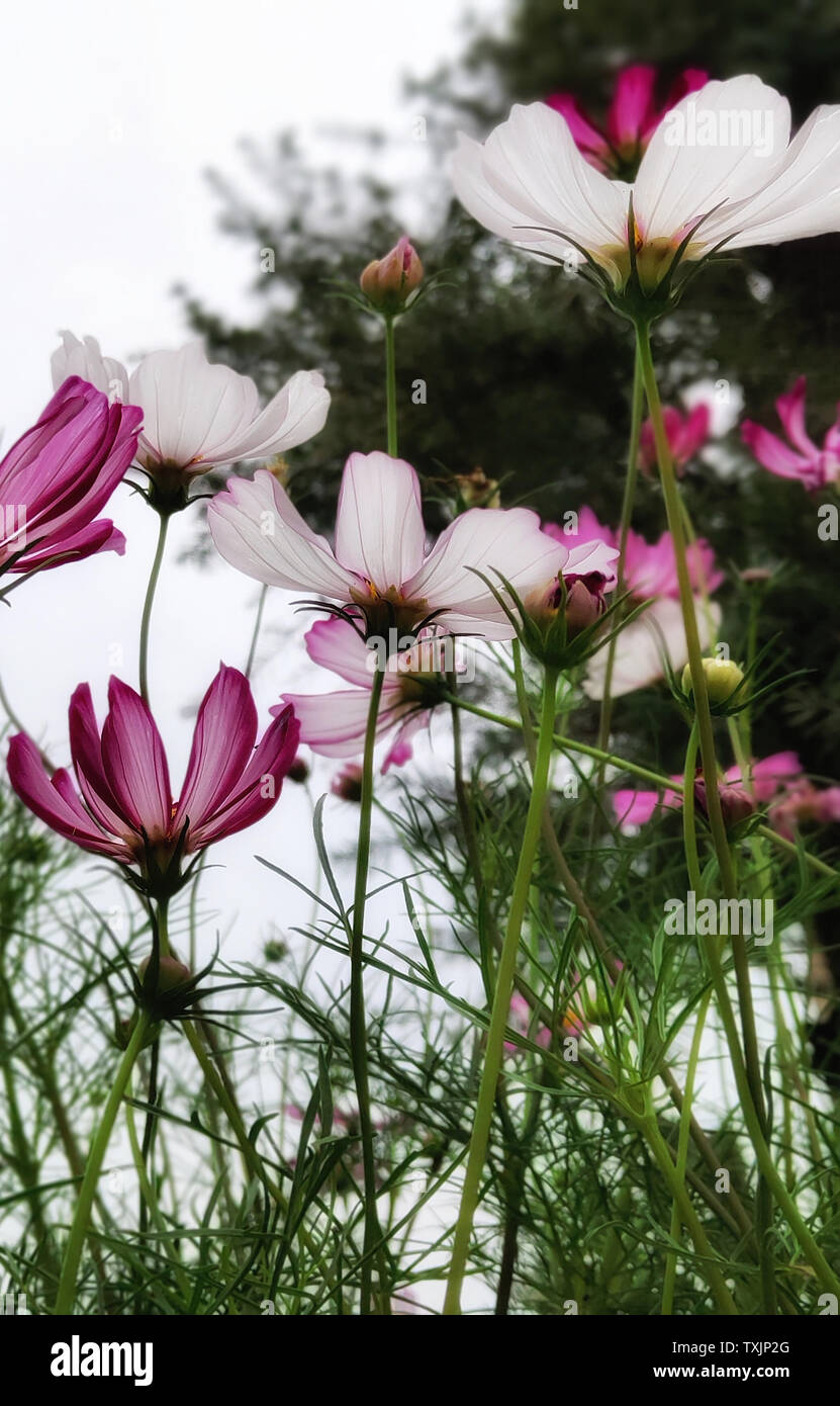 Beautiful gesang flowers hi-res stock photography and images - Alamy