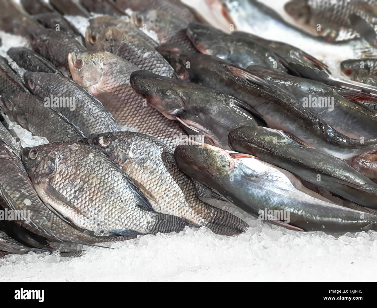 Close up Raw Fresh Fish Chilling on Ice in Seafood Market Stall Stock ...