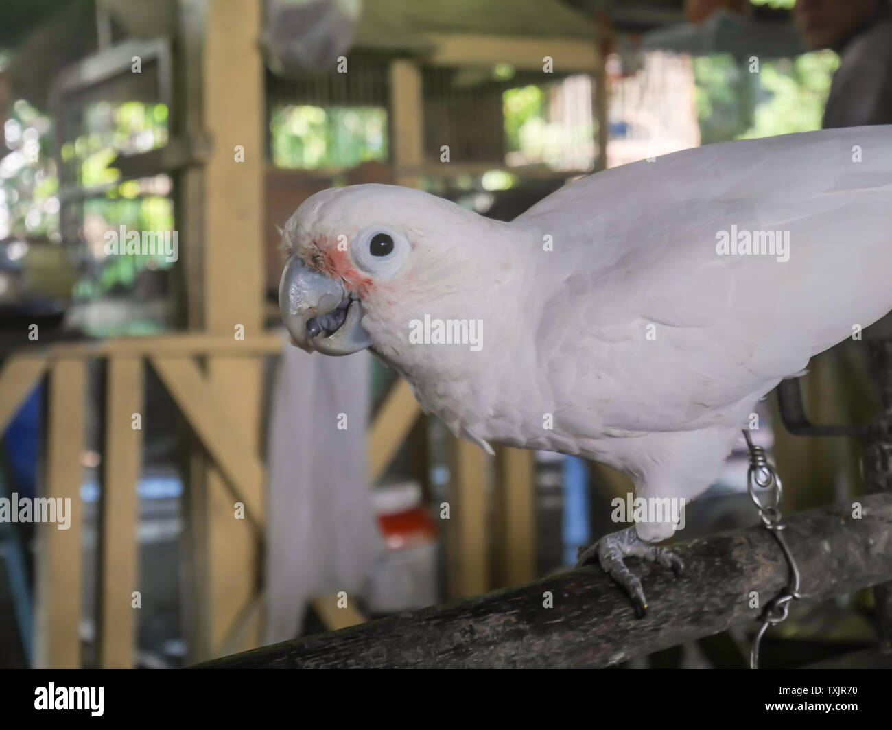 White macaw hi-res stock photography and images - Alamy