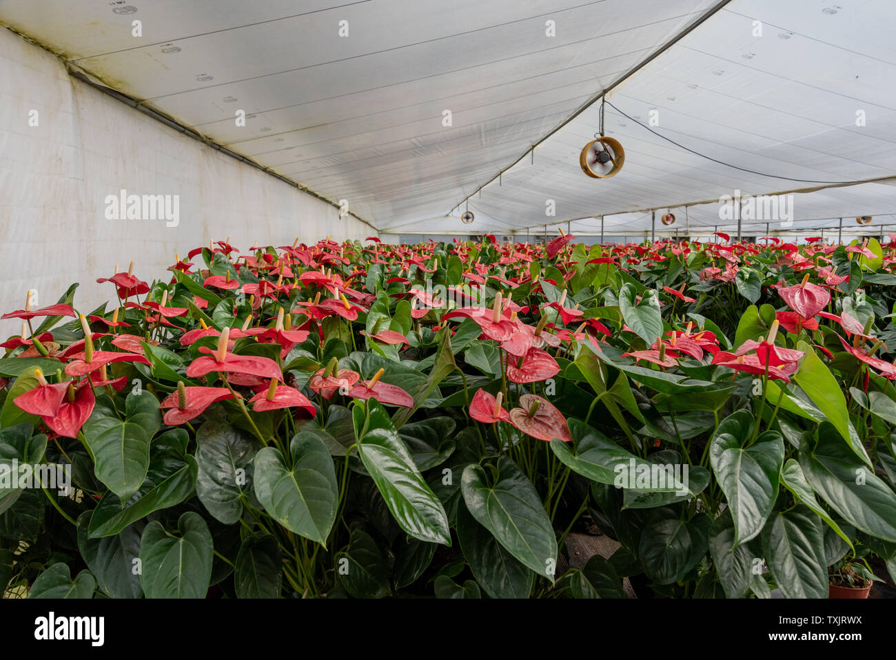 Red palm greenhouse temperature-controlled production shed Stock Photo ...