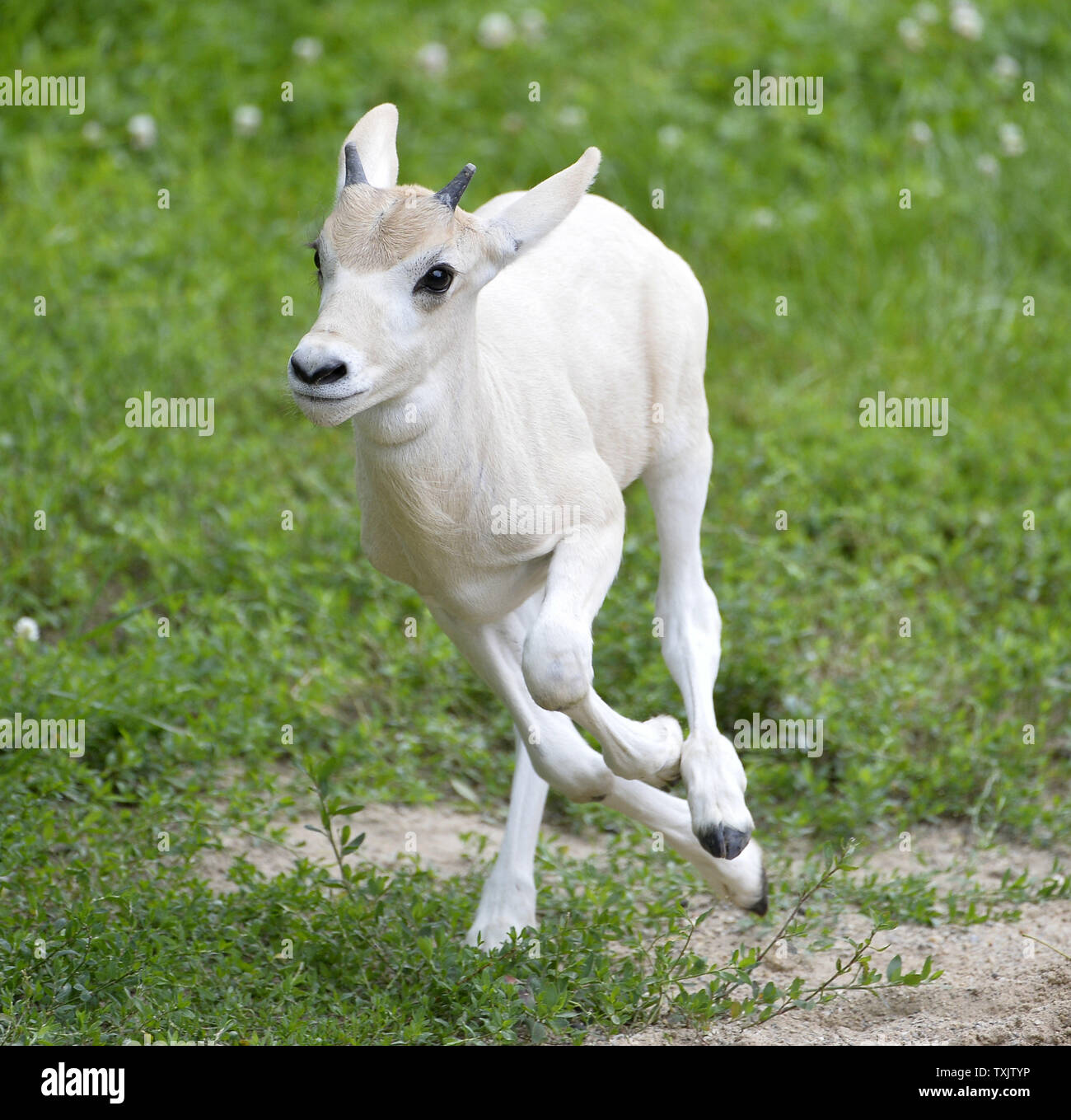Addax Baby