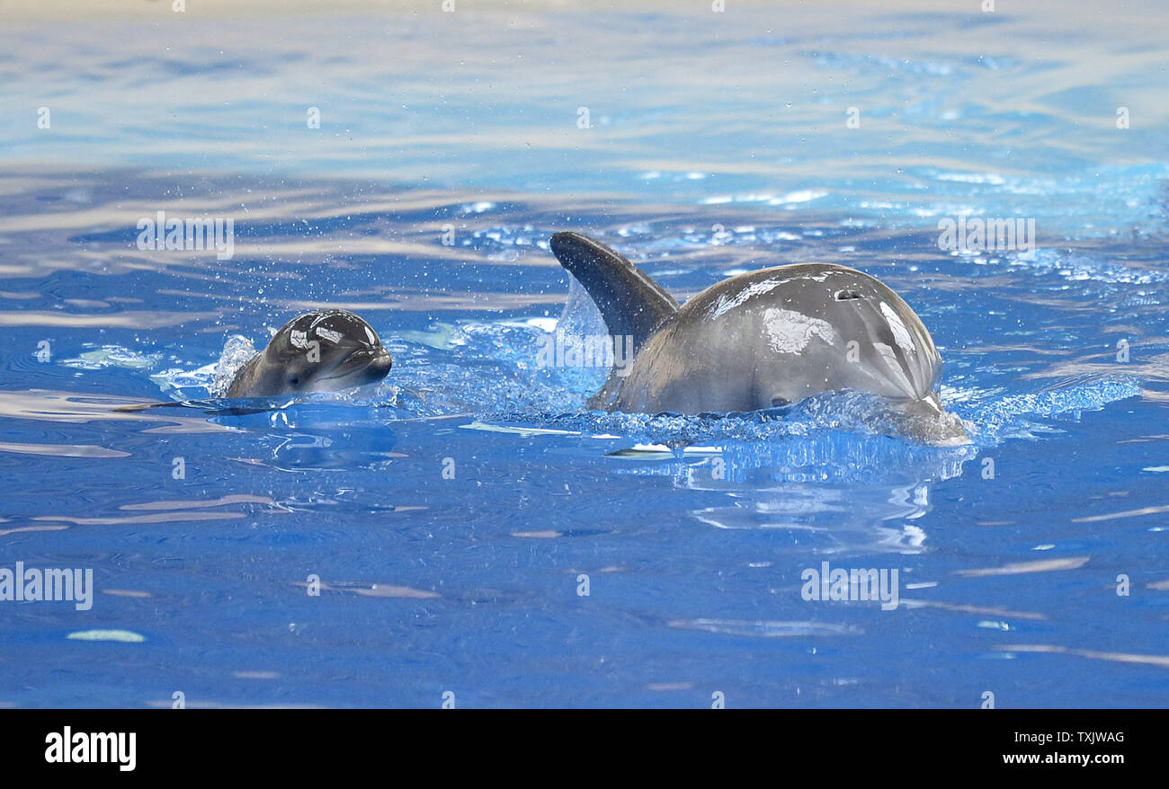 Allie, a 26-year-old bottlenose dolphin, swims with her newborn calf at ...