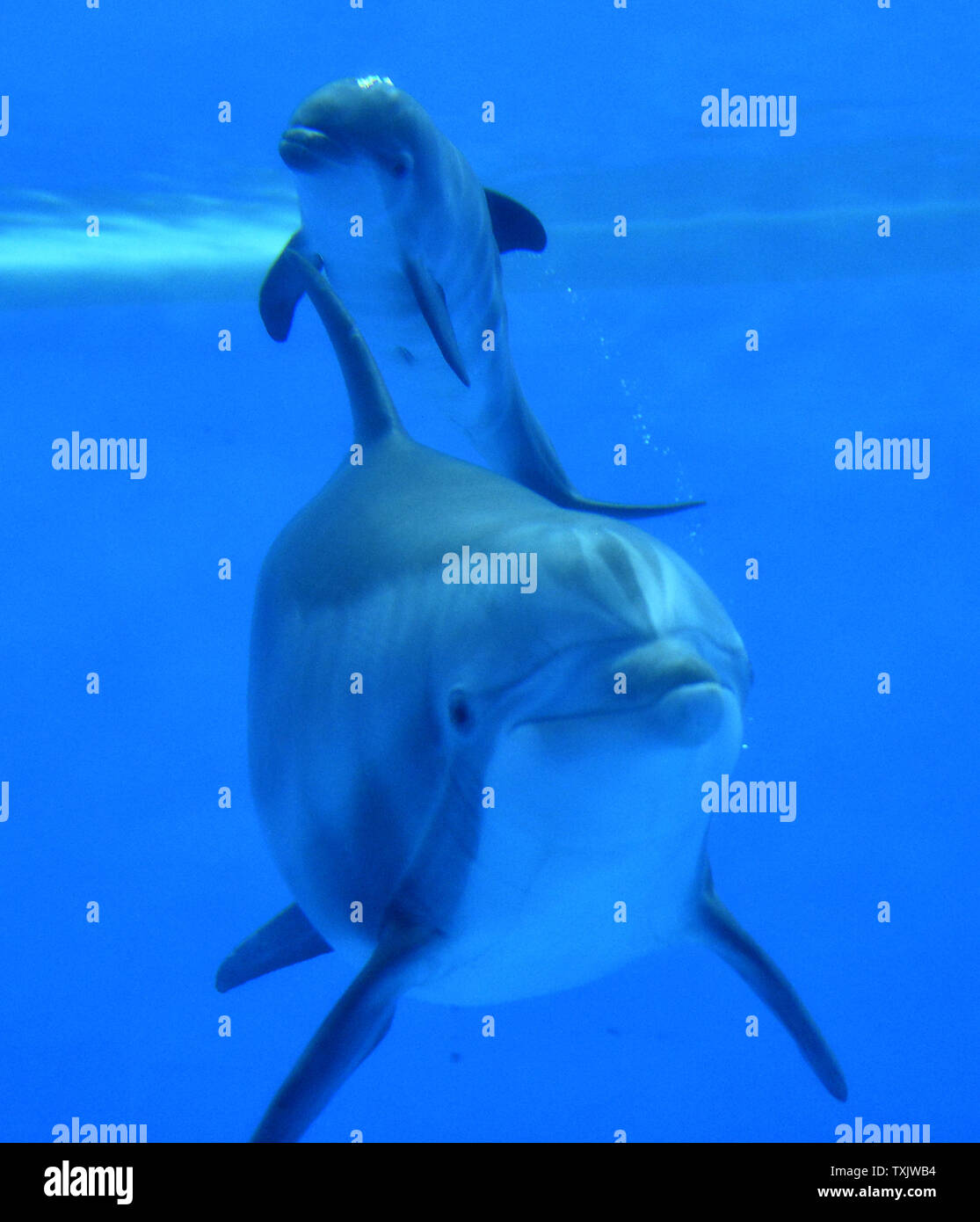 Allie, a 26-year-old bottlenose dolphin, swims with her newborn calf at ...