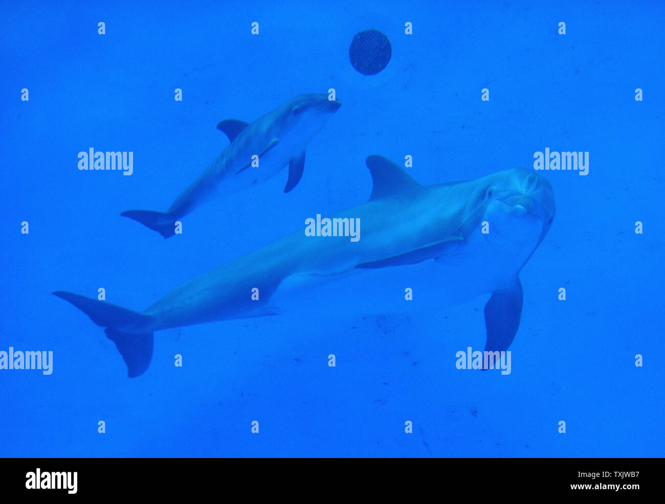 Allie, a 26-year-old bottlenose dolphin, swims with her newborn calf at ...