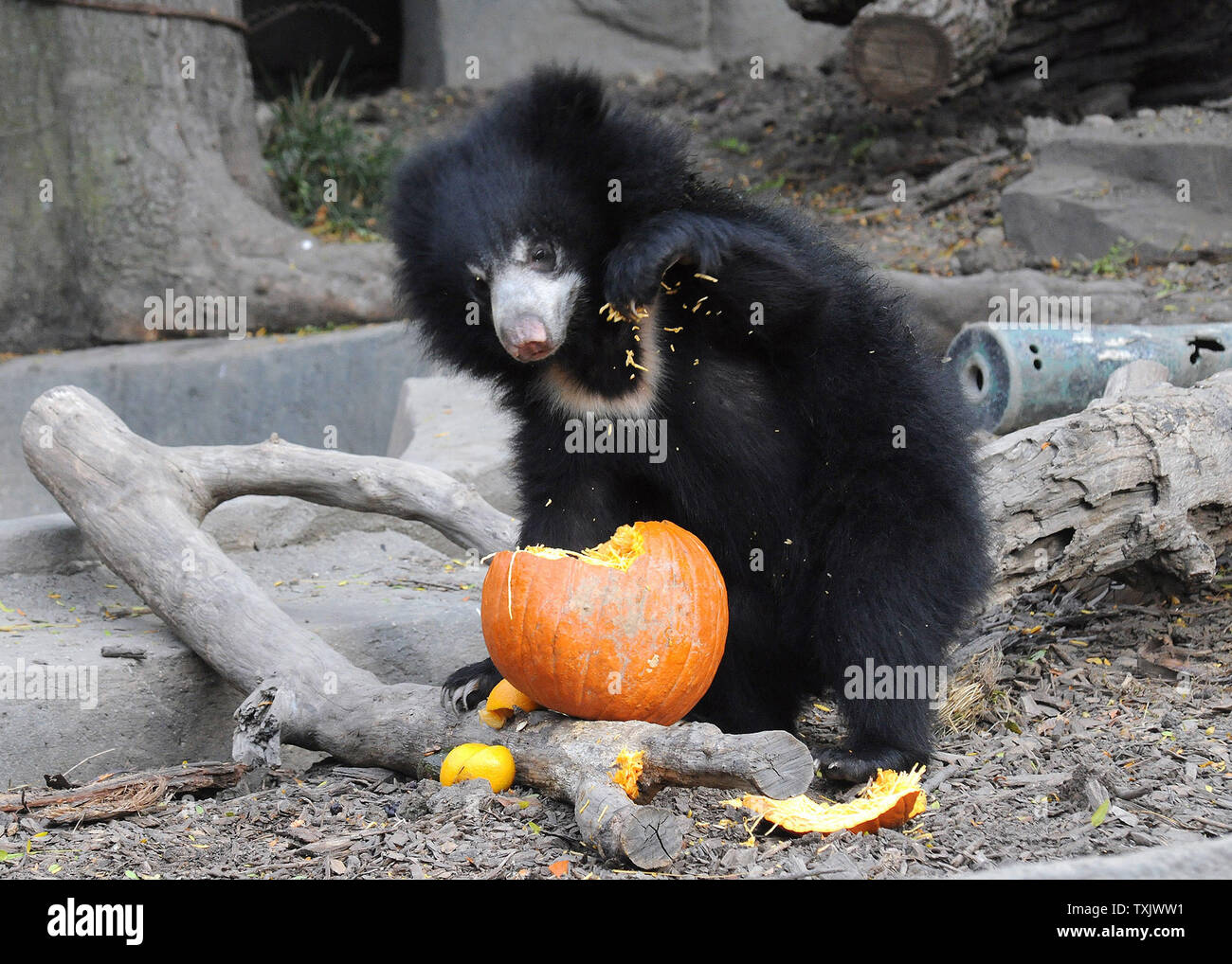 Brookfield zoo chicago hi-res stock photography and images - Alamy
