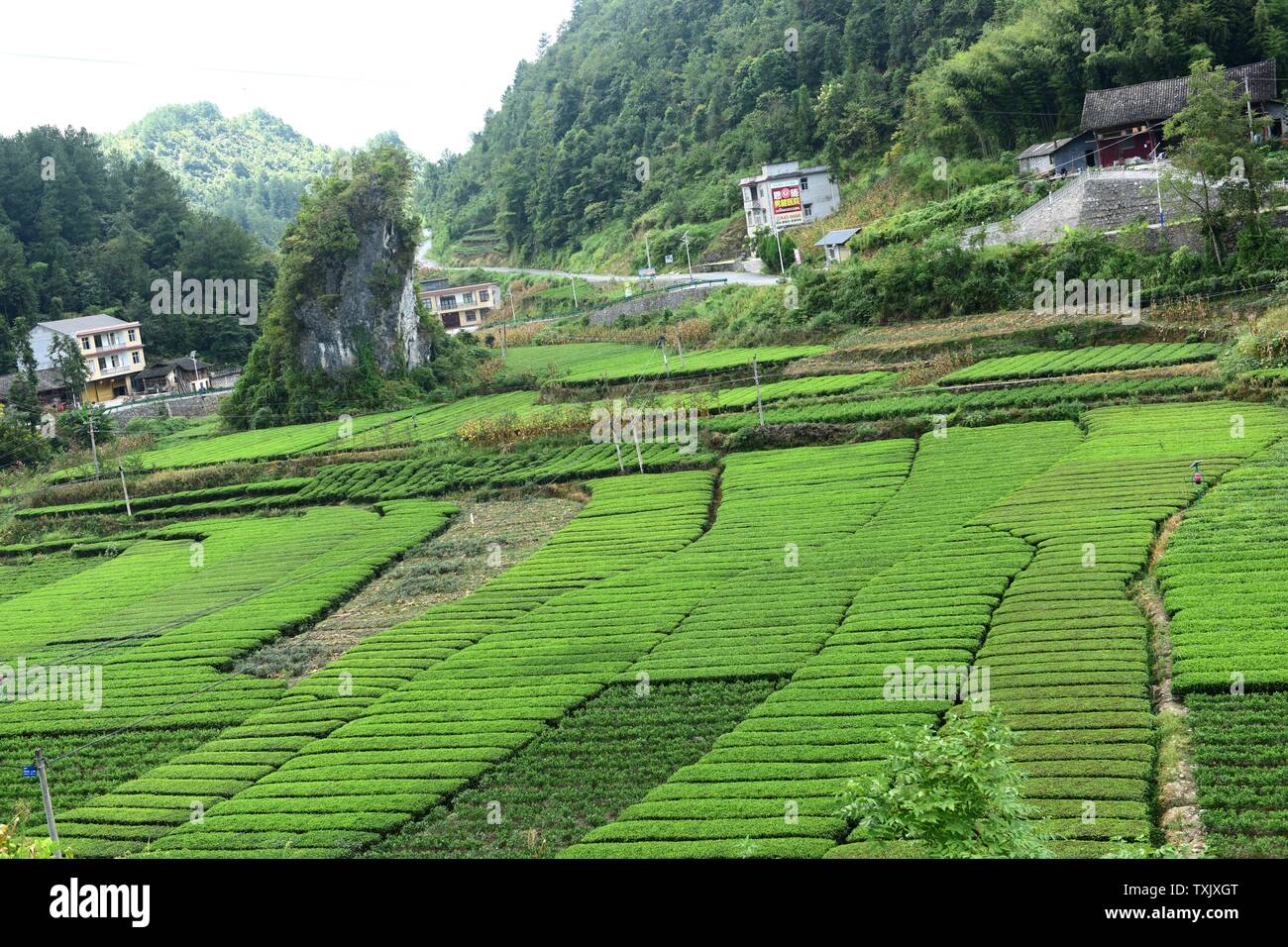 Tea garden scenery Stock Photo - Alamy