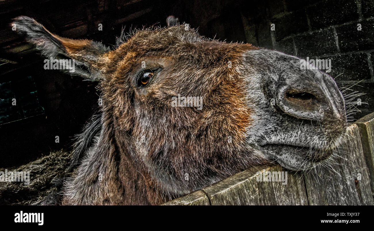 Donkey on the farm Stock Photo - Alamy