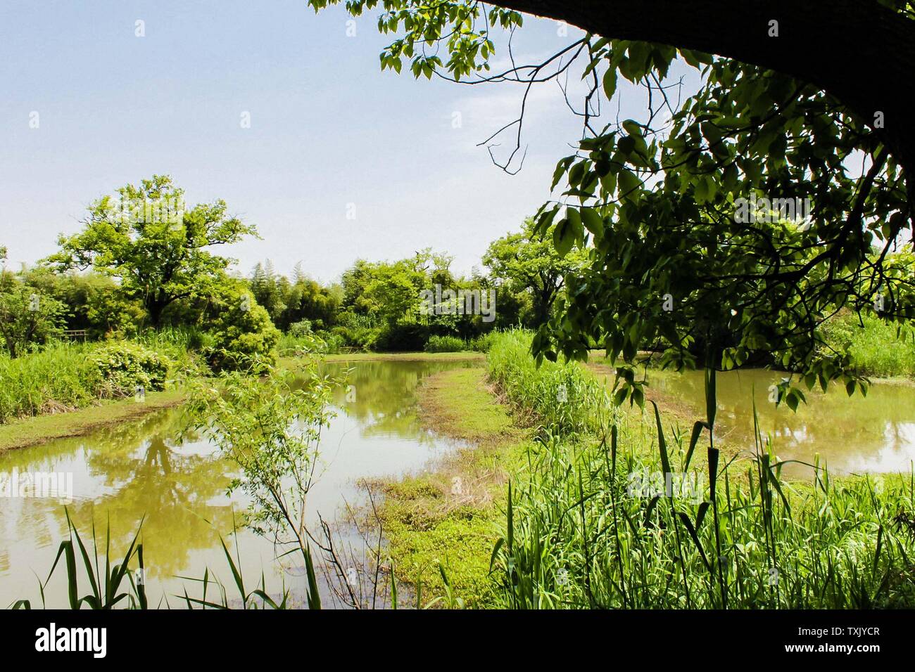 Scenery of Xixi Wetland Park in Hangzhou Stock Photo - Alamy