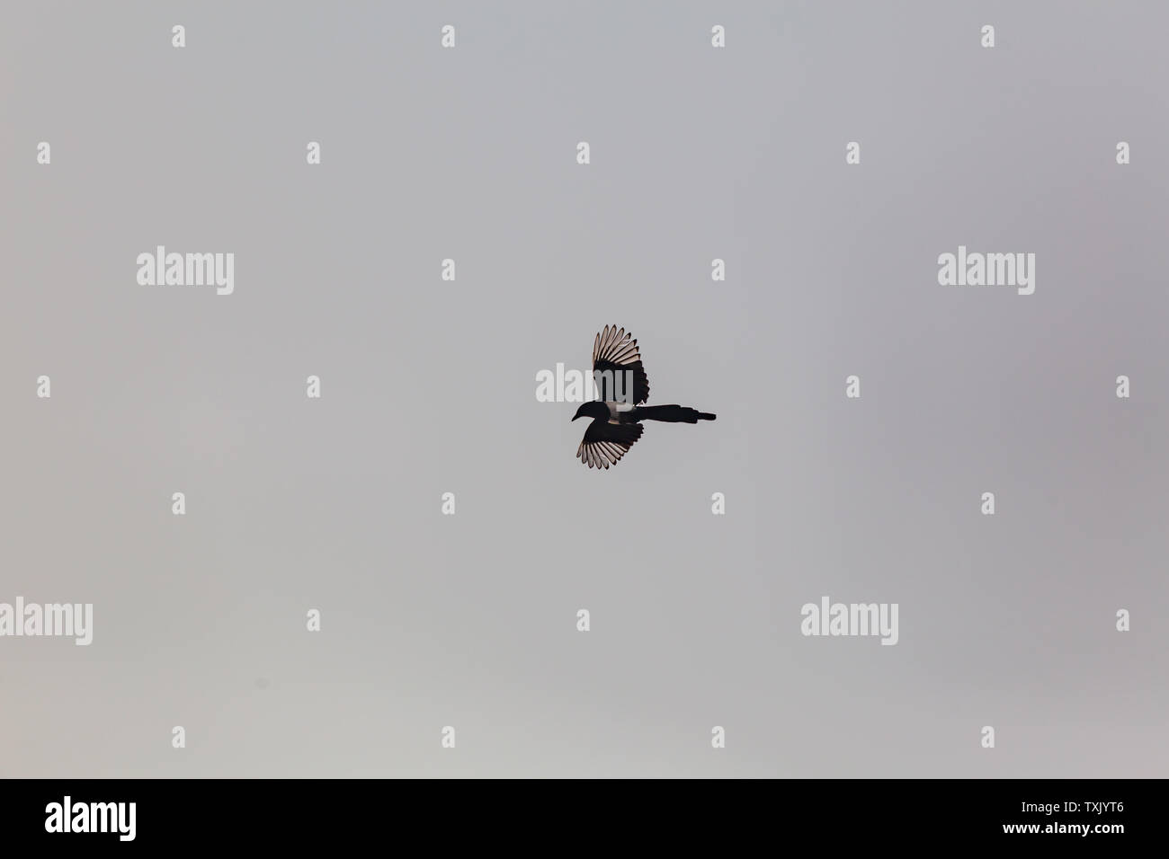 Flying magpies hi-res stock photography and images - Alamy