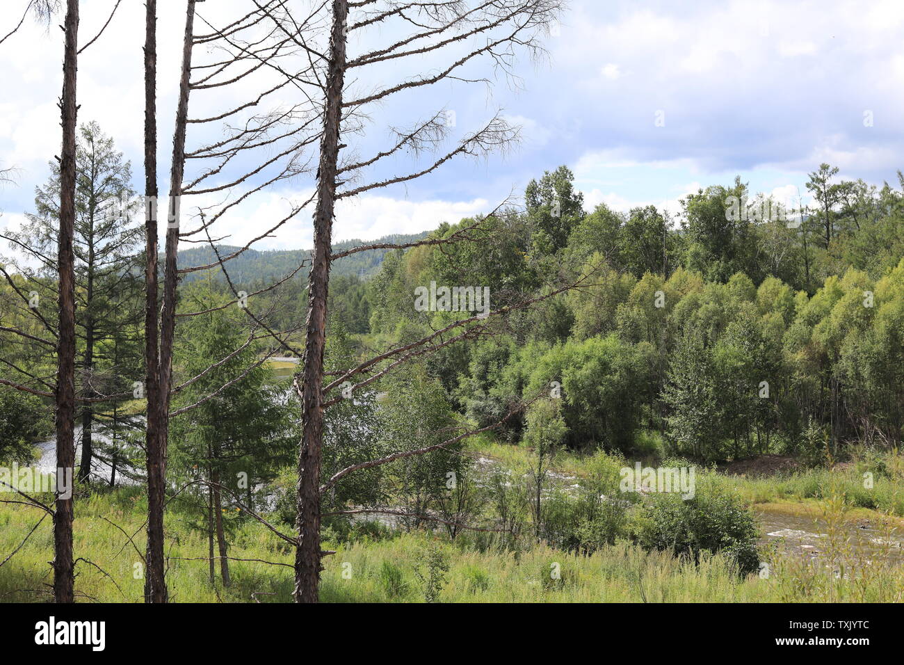 The mordaoga forest park hi-res stock photography and images - Alamy