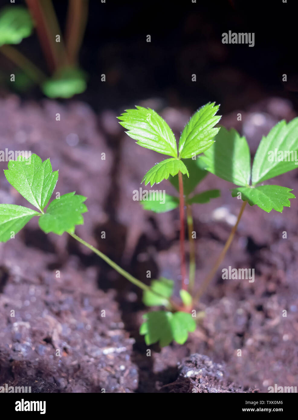 Young green garden spring strawberry Fragaria leaves plant sprouts ...