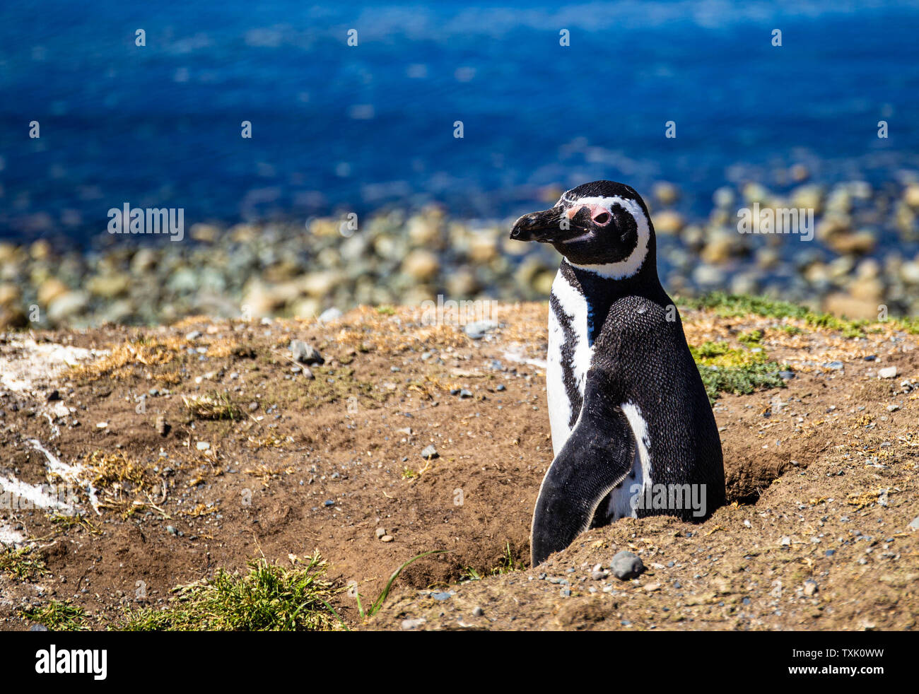 Punta arenas chile magellanic penguin hi-res stock photography and ...