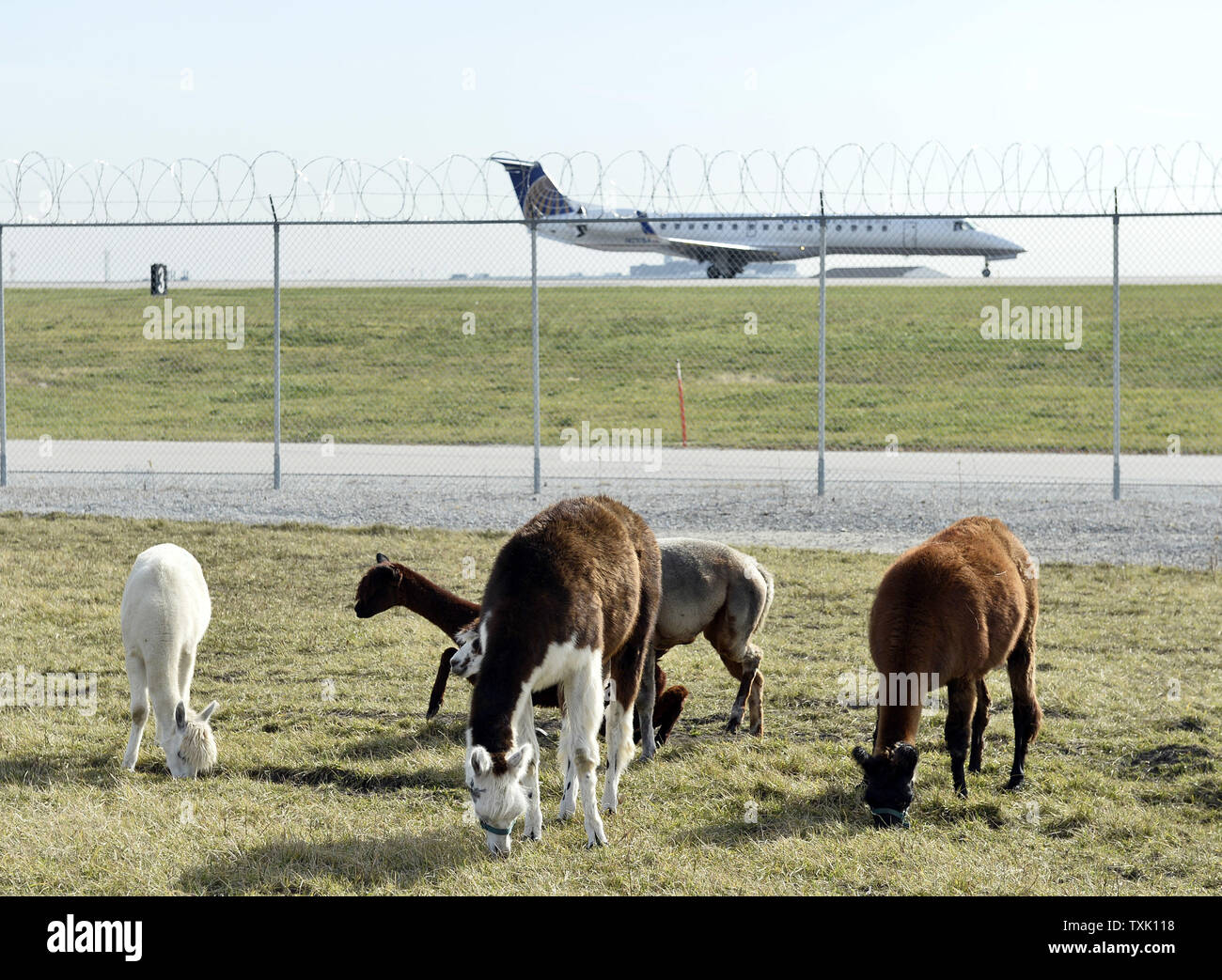 A plane lands as some of O'Hare International Airport's herd of goats ...