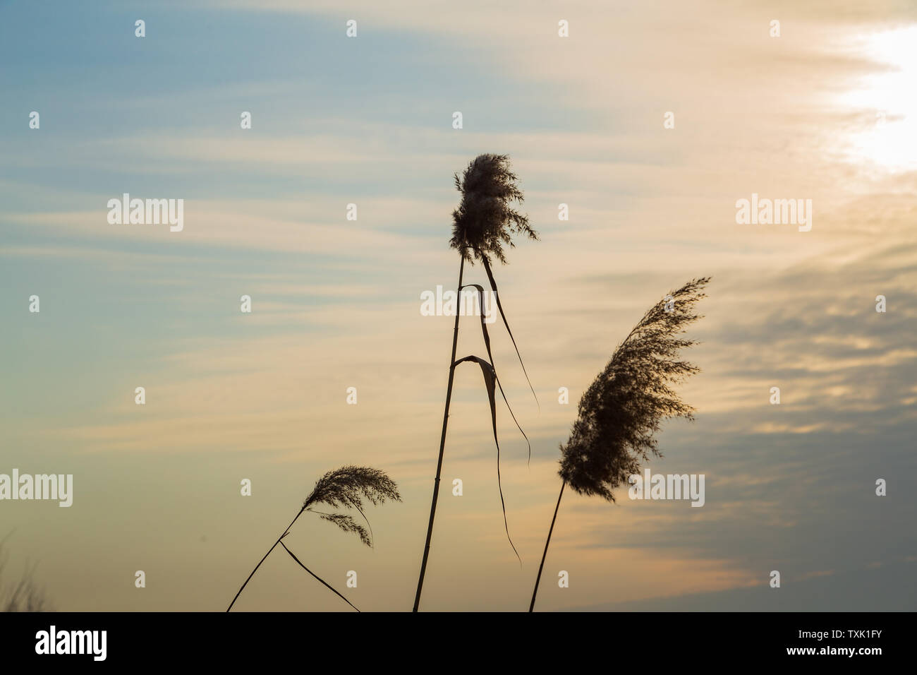 Reeds follow the wind Stock Photo - Alamy