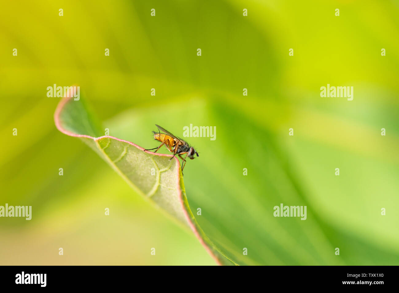 Cute fly hi-res stock photography and images - Alamy