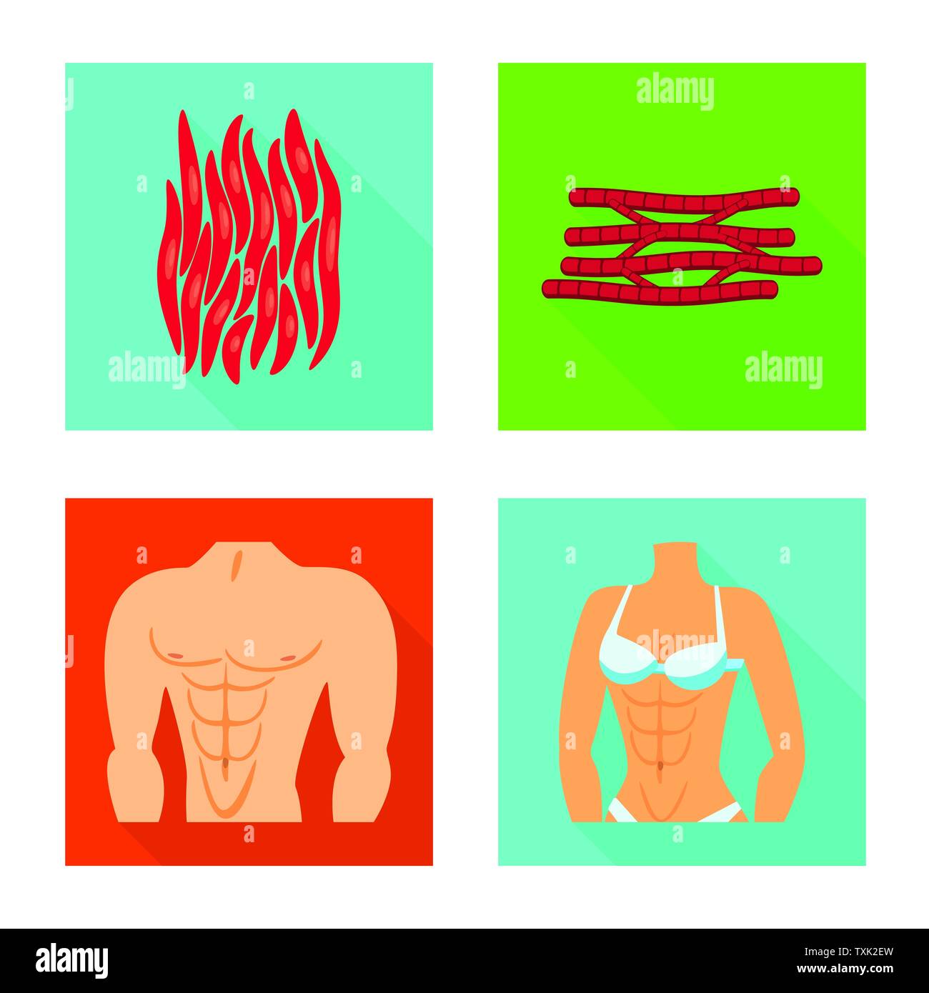 Vector illustration of muscle and cells sign. Collection of muscle and ...