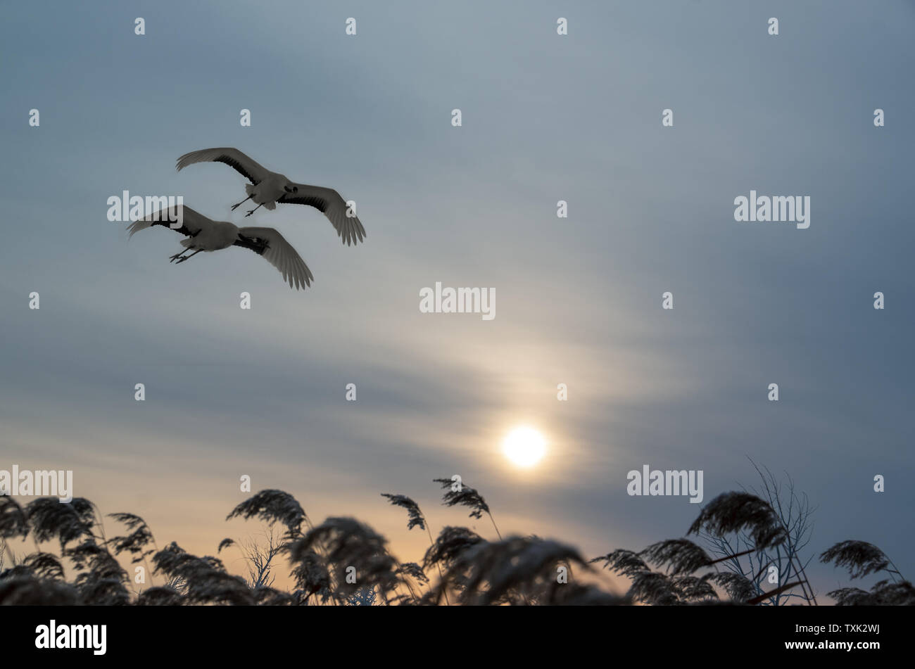 Red crowned crane flying sunset hi-res stock photography and images - Alamy