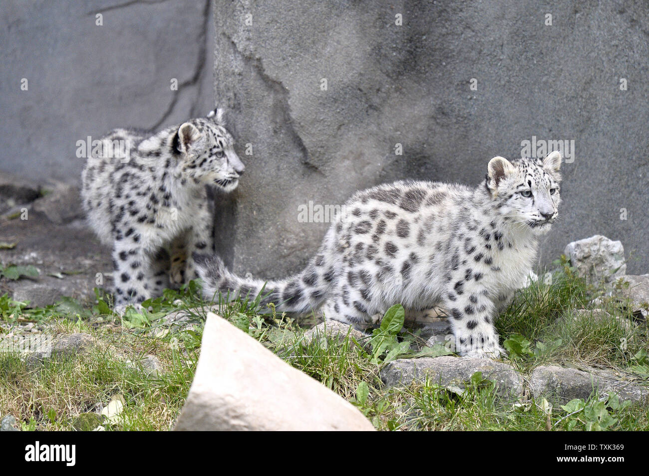 Snow leopard habitat hi-res stock photography and images - Alamy