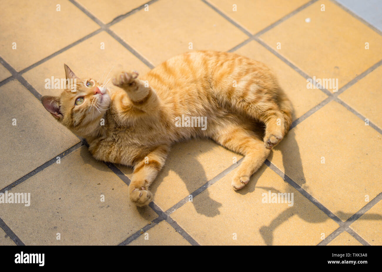 Variety of cats hi-res stock photography and images - Alamy