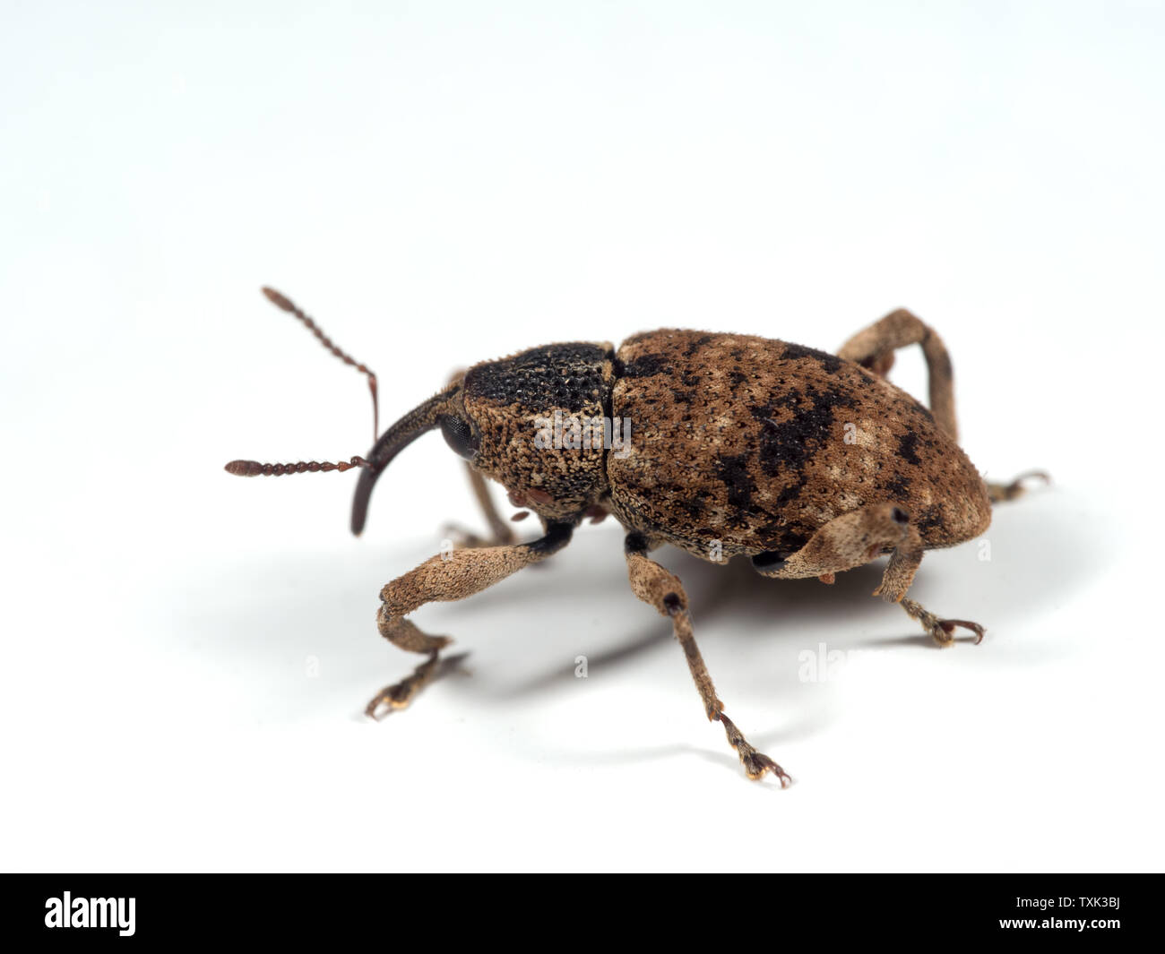 Macro Photography of Large Pine Weevil Isolated on White Background ...