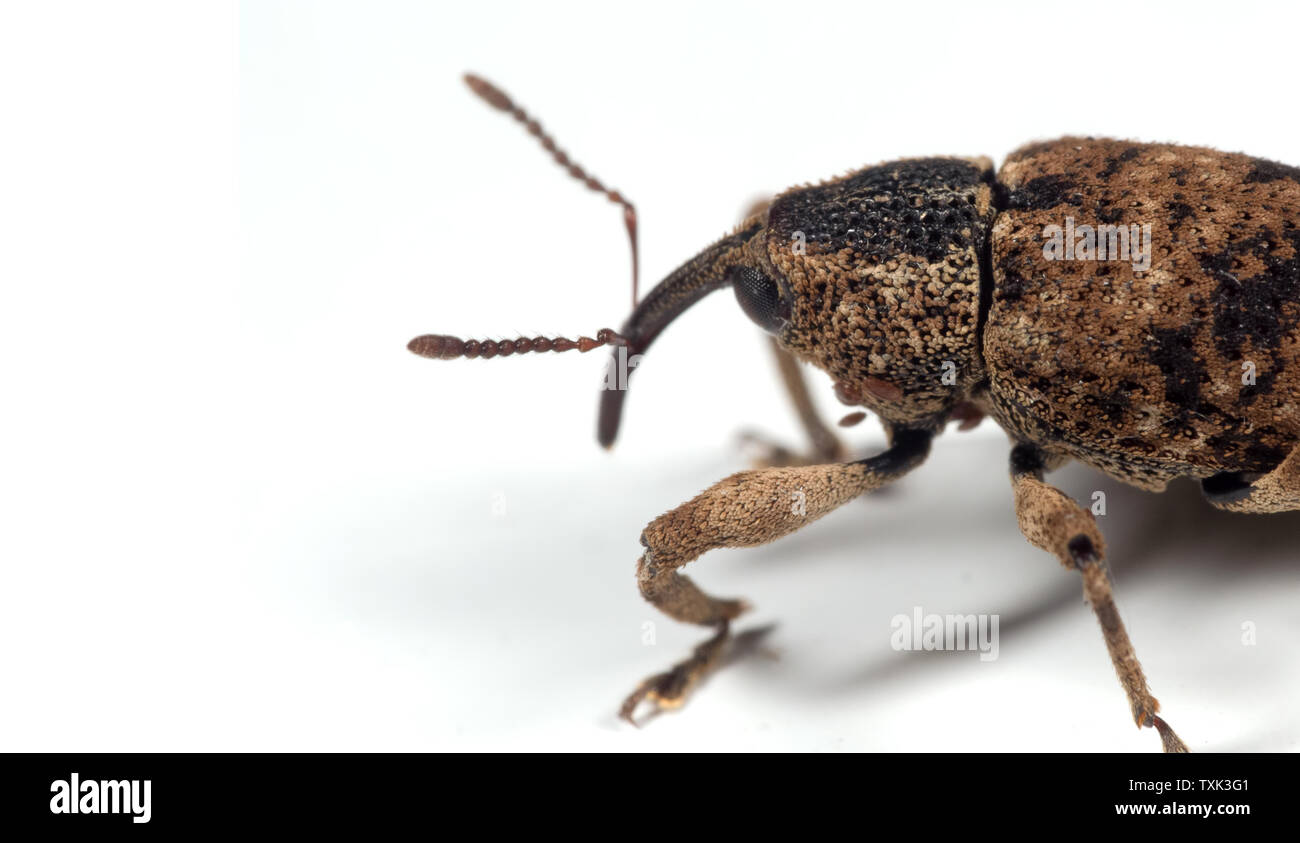Macro Photography of Large Pine Weevil Isolated on White Background ...
