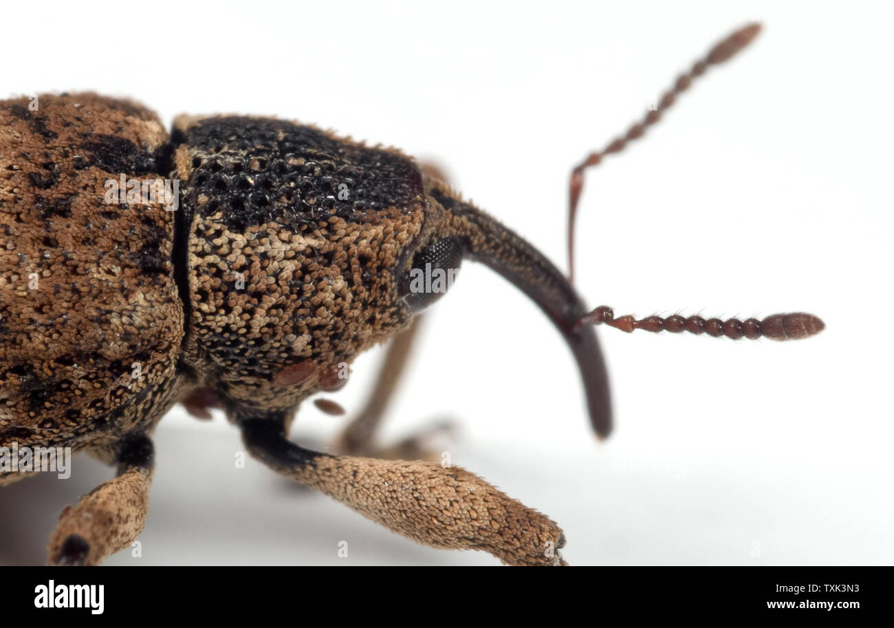 Macro Photography of Large Pine Weevil Isolated on White Background ...