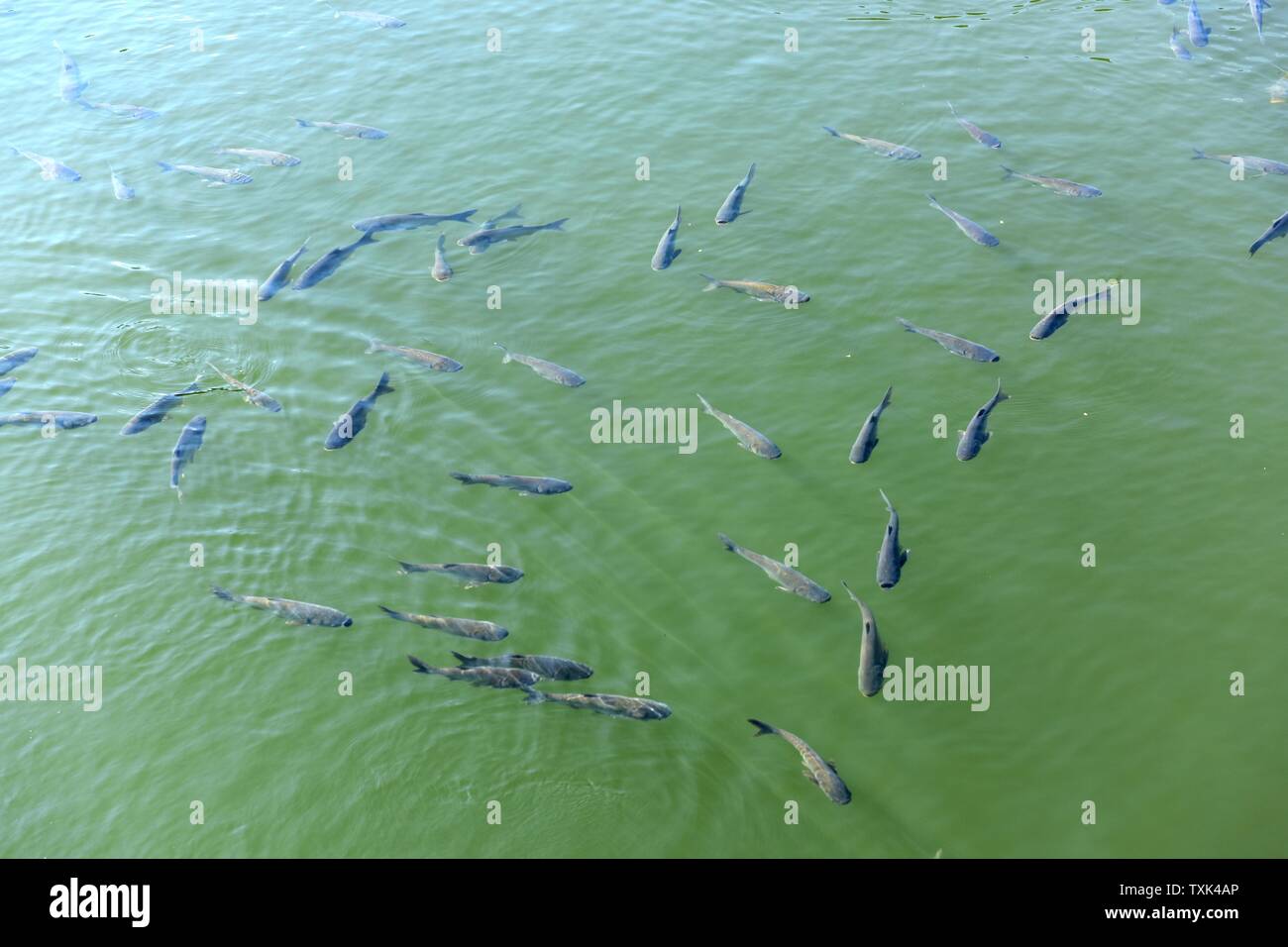 Dam mural painting hi-res stock photography and images - Alamy