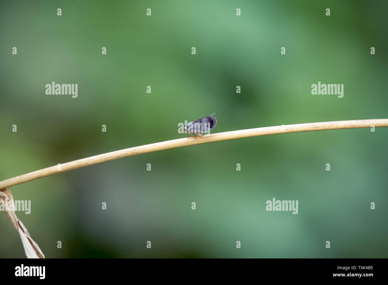 Insects no one has no crest vertebrates hi-res stock photography and ...