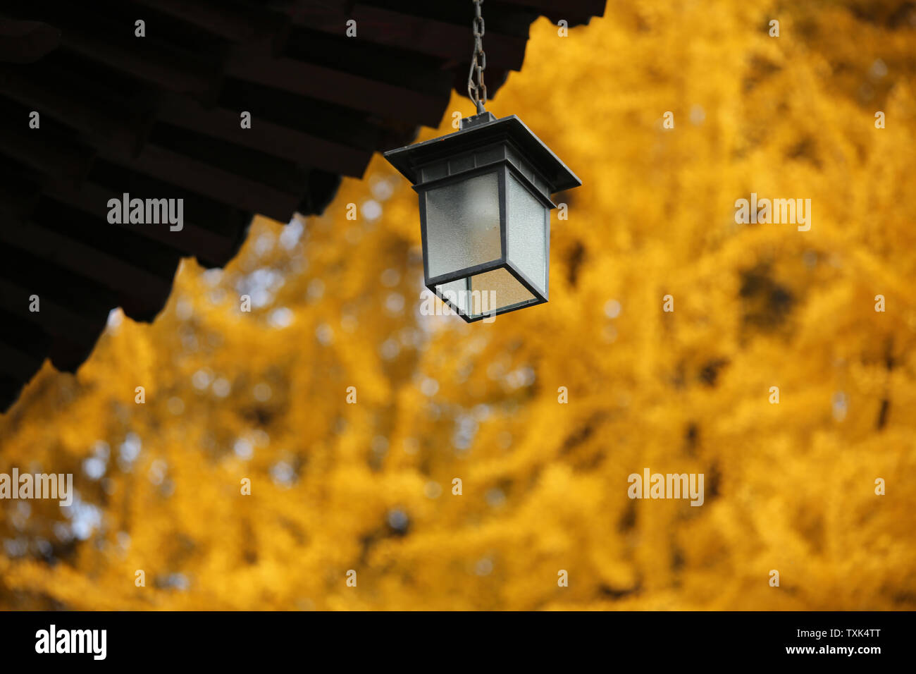 Ginkgo guanyin temple hi-res stock photography and images - Alamy