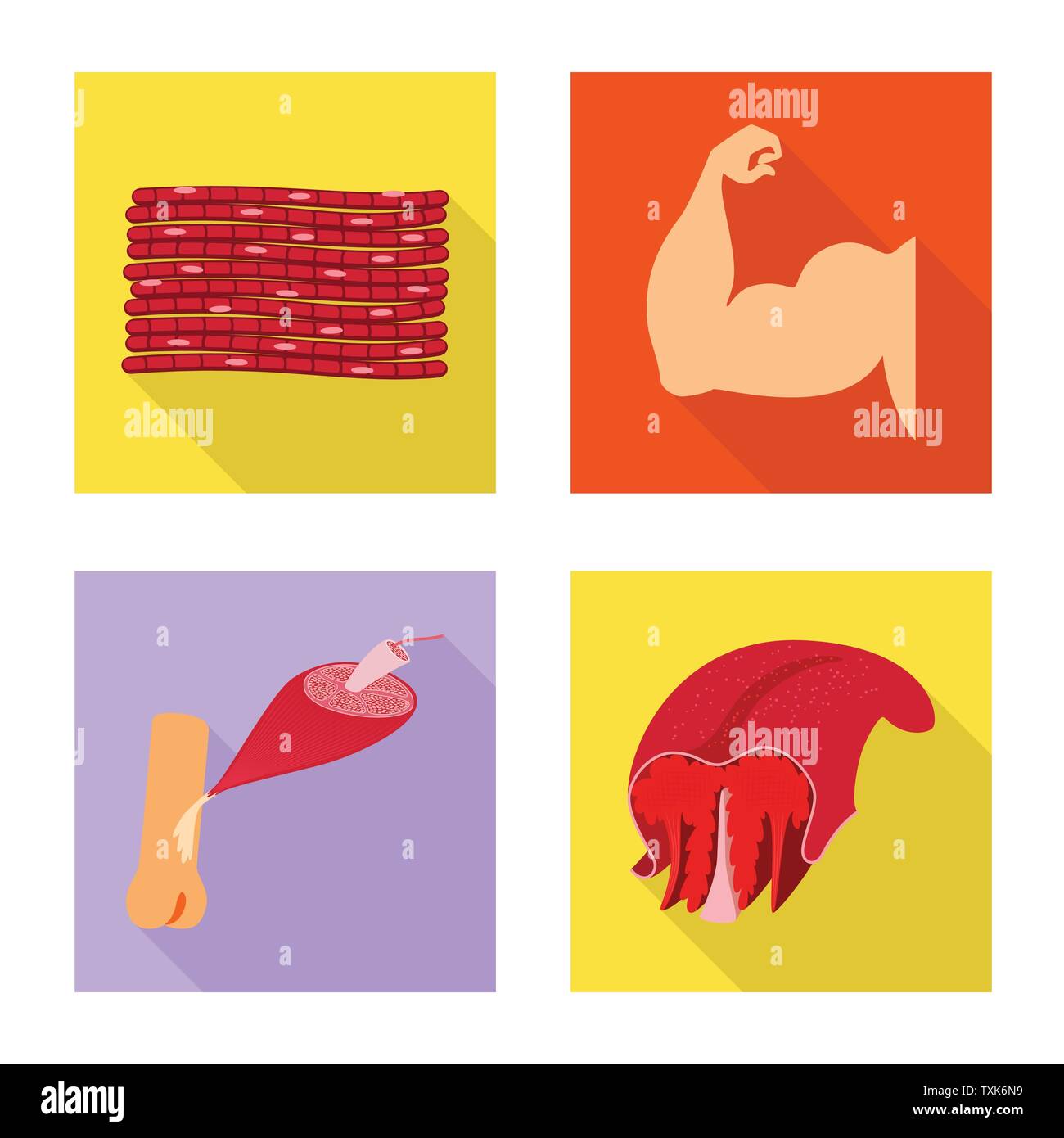 Vector design of muscle and cells symbol. Collection of muscle and ...