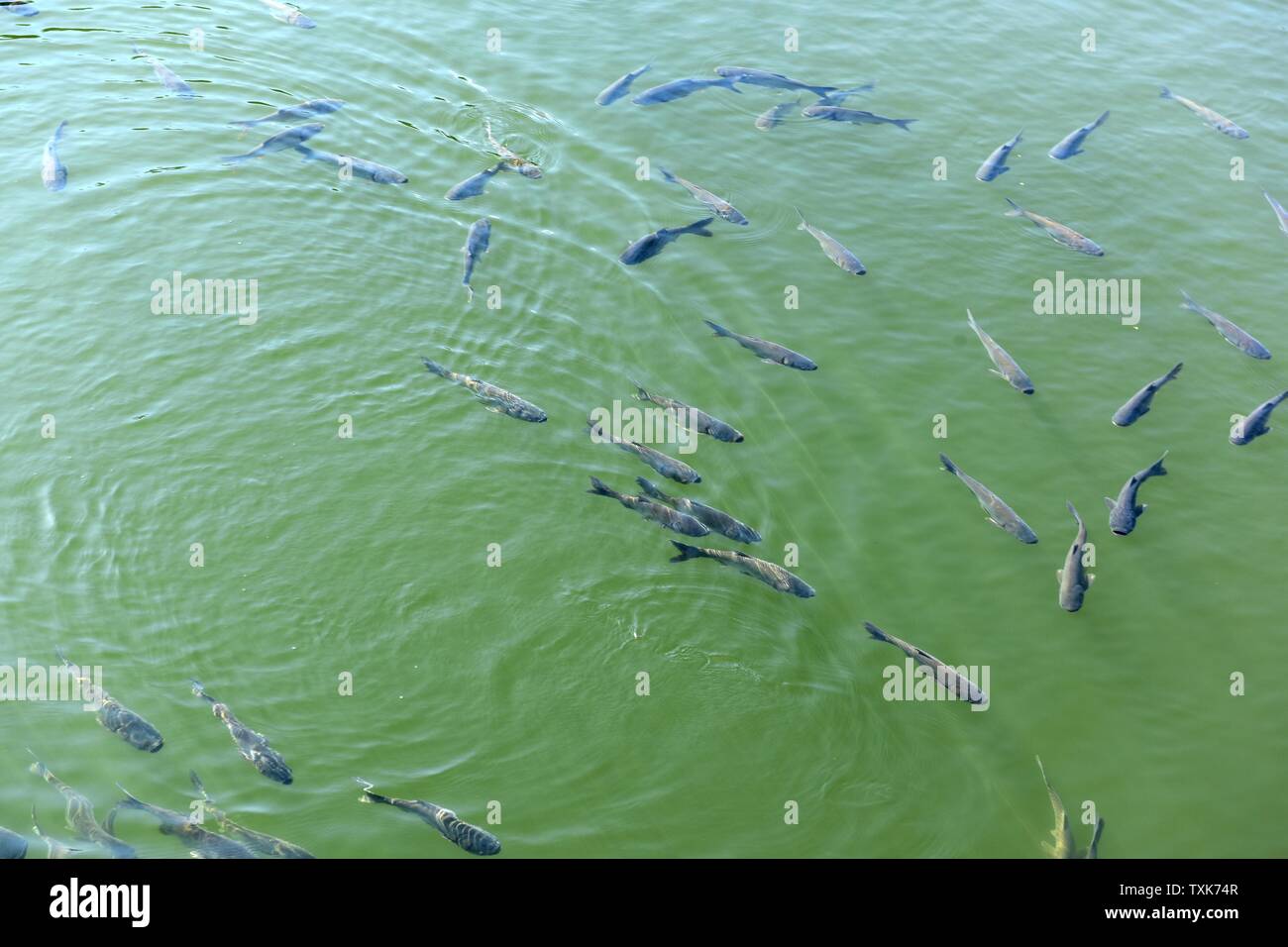 Dam mural painting hi-res stock photography and images - Alamy