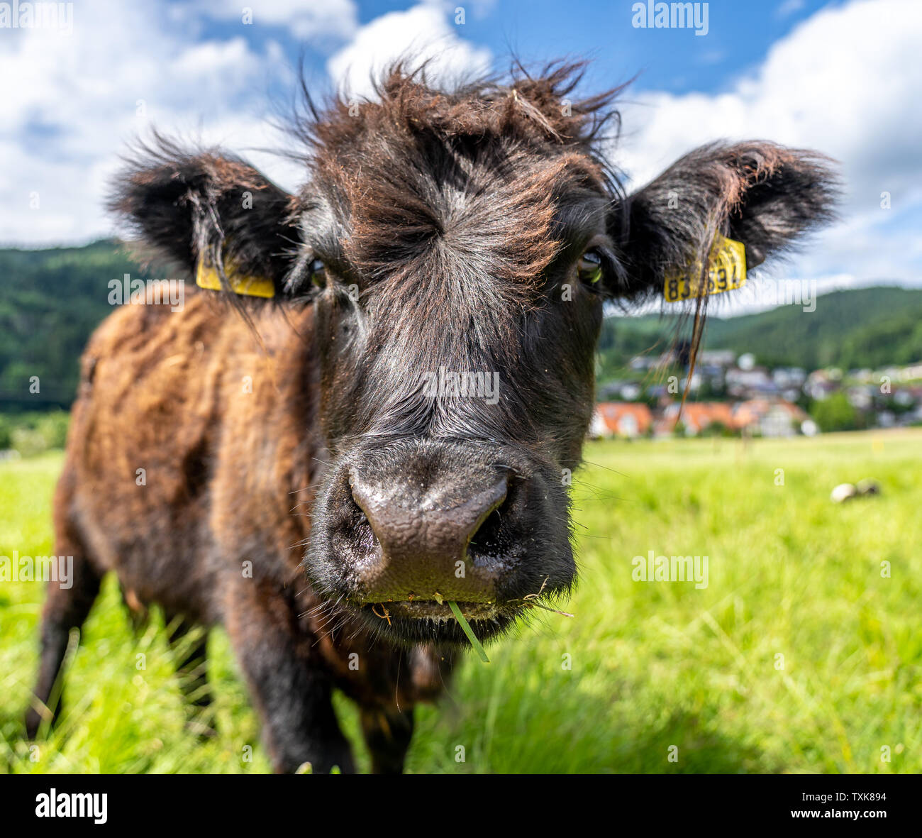cow on meadow in kinzig valley, black forest, germany Stock Photo - Alamy