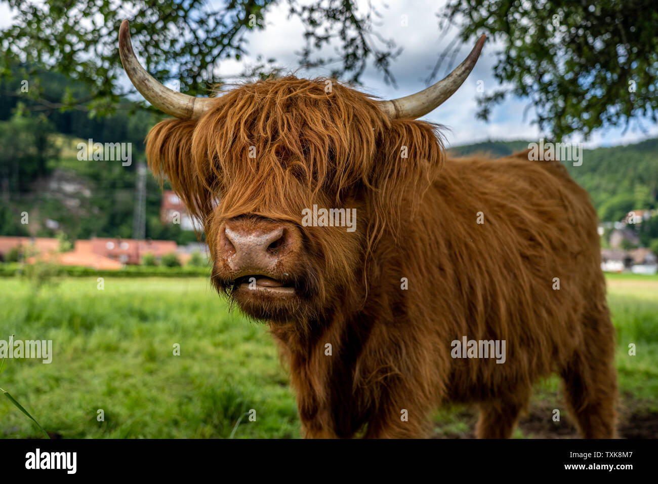 highland cow on meadow in kinzig valley, black forest, germany Stock ...