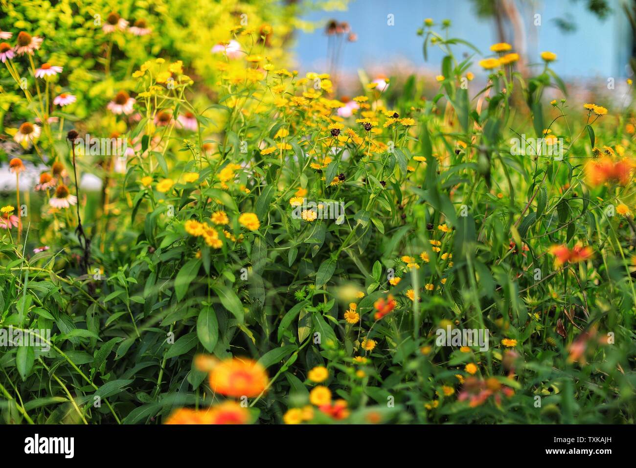 Cluster planting hi-res stock photography and images - Alamy