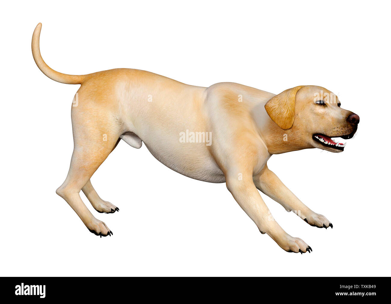 3D rendering of a yellow labrador dog isolated on white background ...