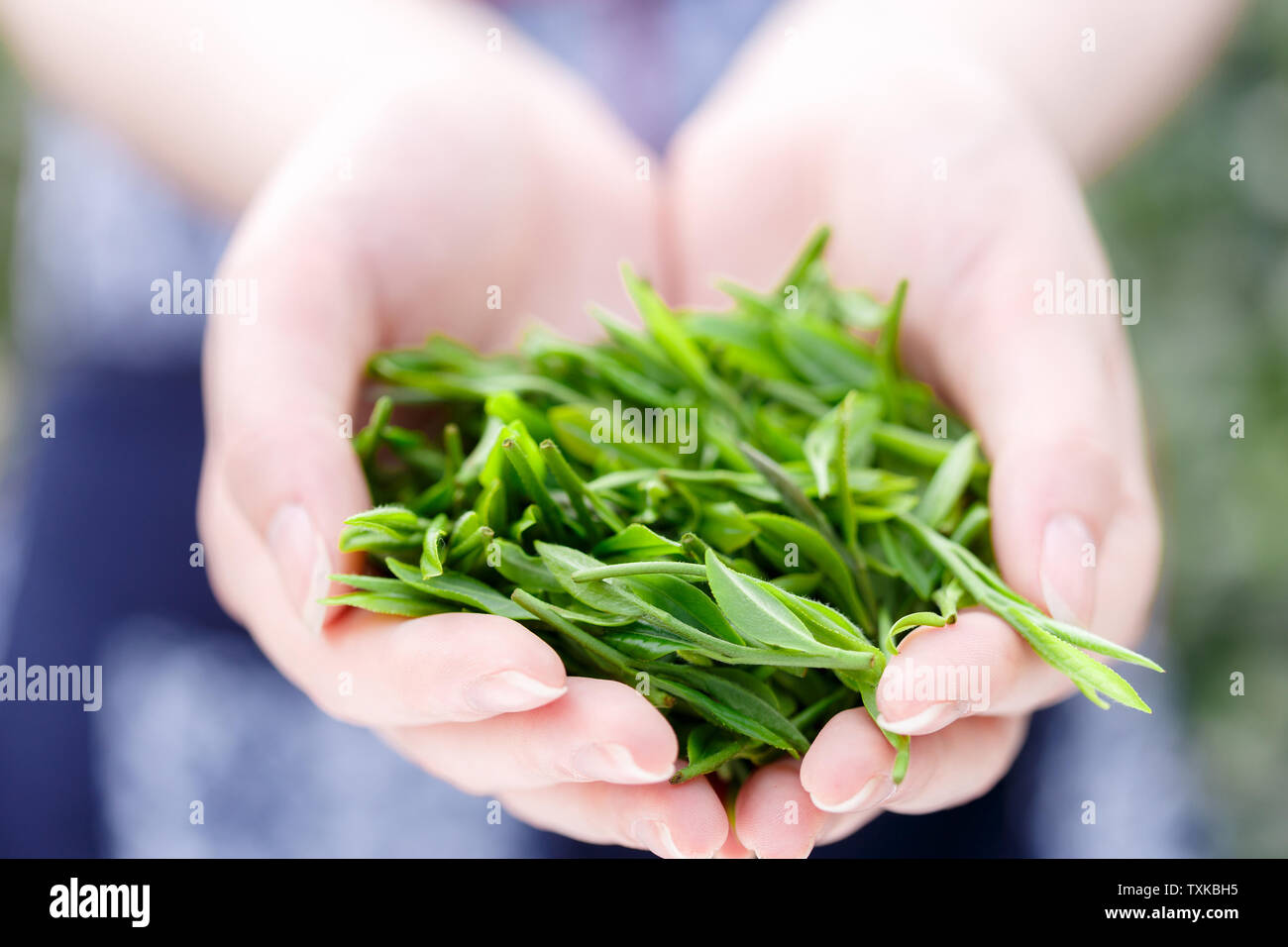 Beautiful Asian girl with tea Stock Photo - Alamy
