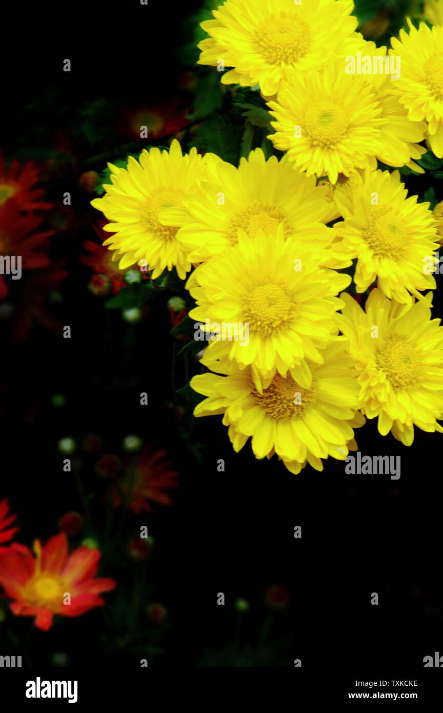 Huang ju hi-res stock photography and images - Alamy