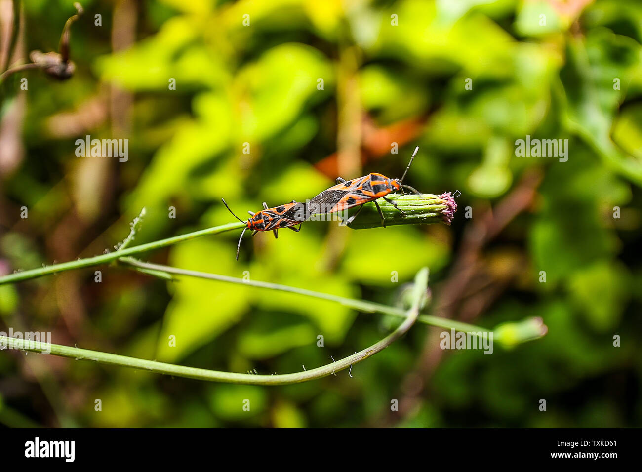 Outdoor micro in rain hi-res stock photography and images - Alamy