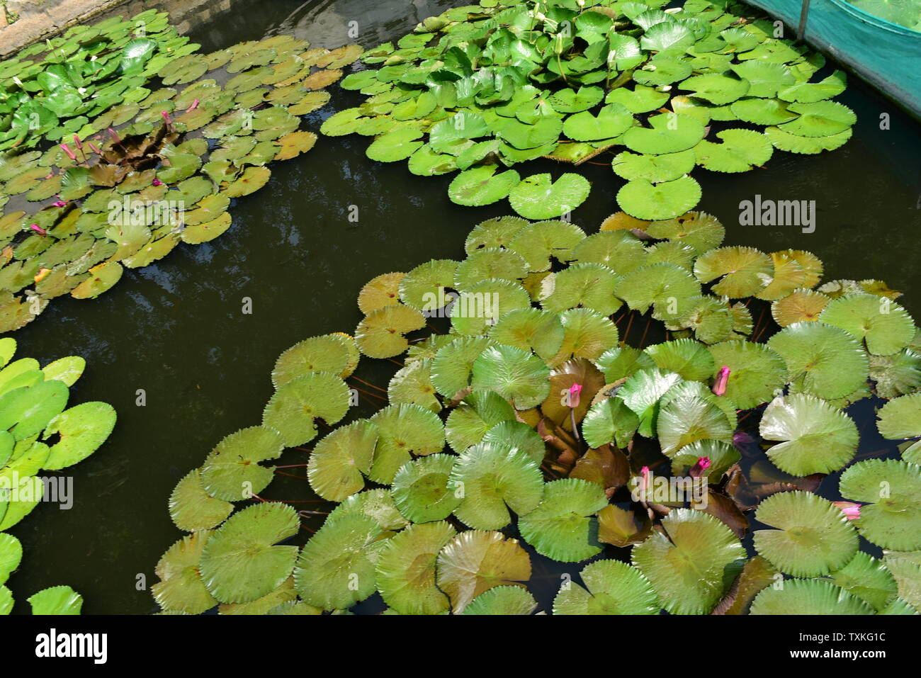 Scenery of lotus pond, Nanputuo Temple, Fujian Stock Photo - Alamy