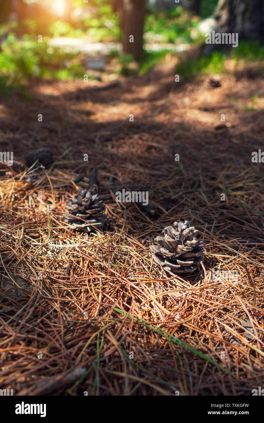 Thick pine woods hi-res stock photography and images - Alamy