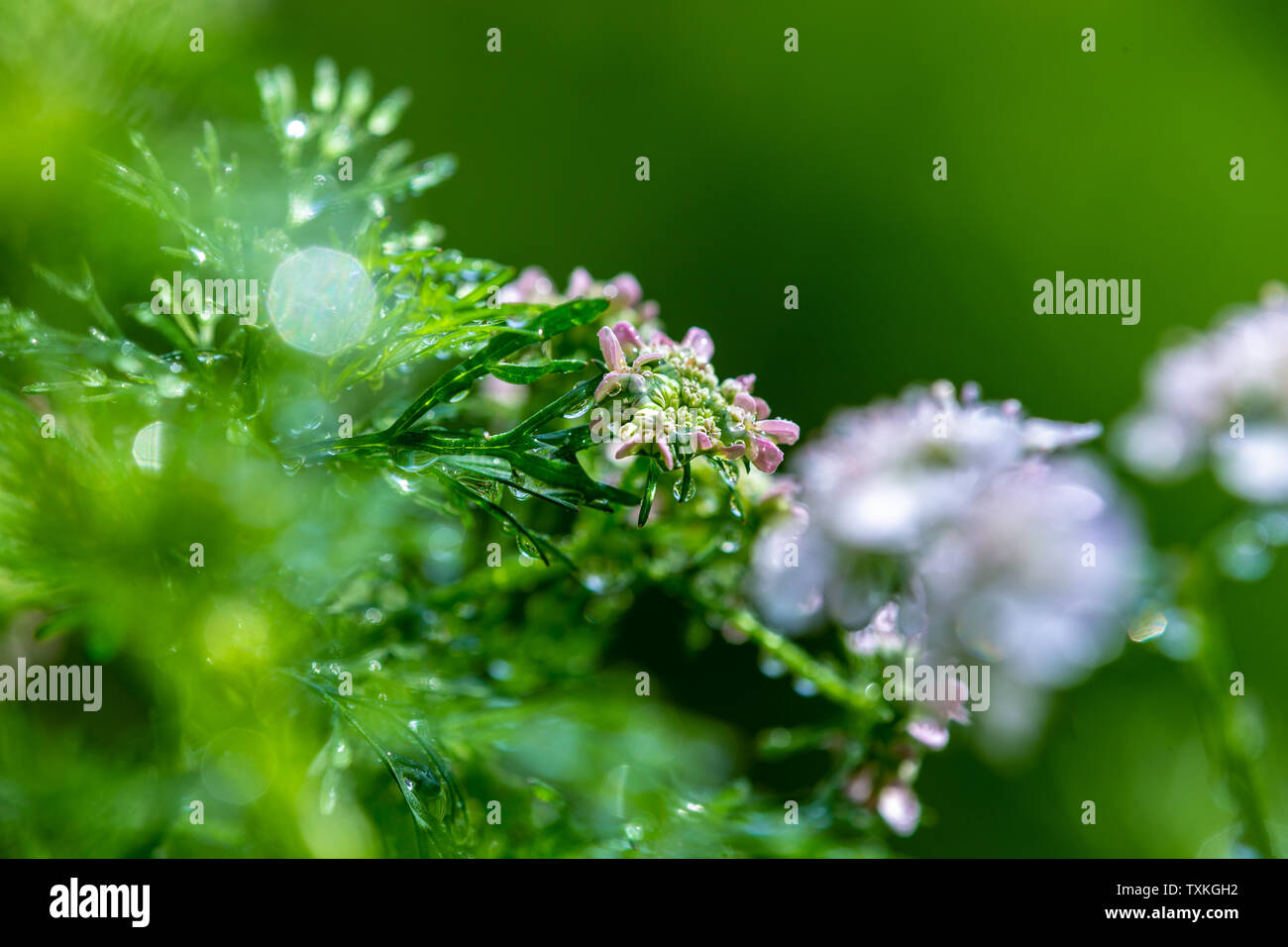 Coriander flower. Coriander is originally a thing of the Western ...