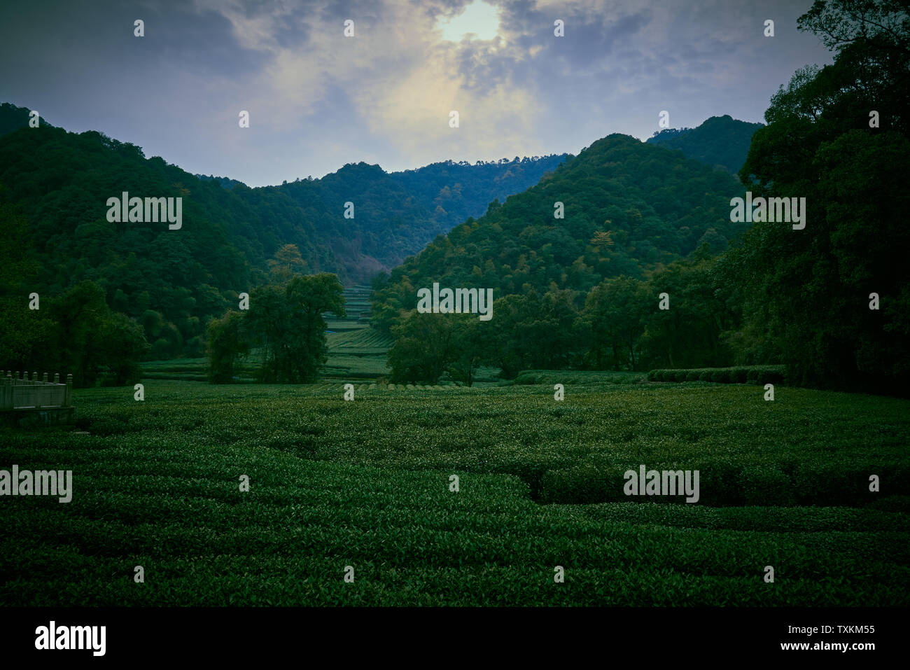 Meijiawu tea garden hi-res stock photography and images - Alamy