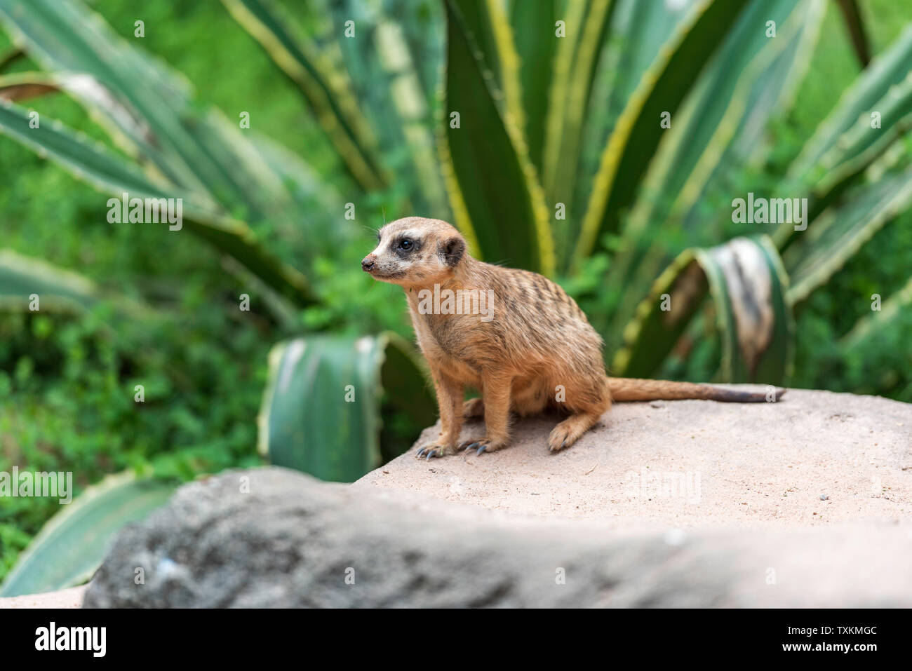 Honeypots hi-res stock photography and images - Alamy