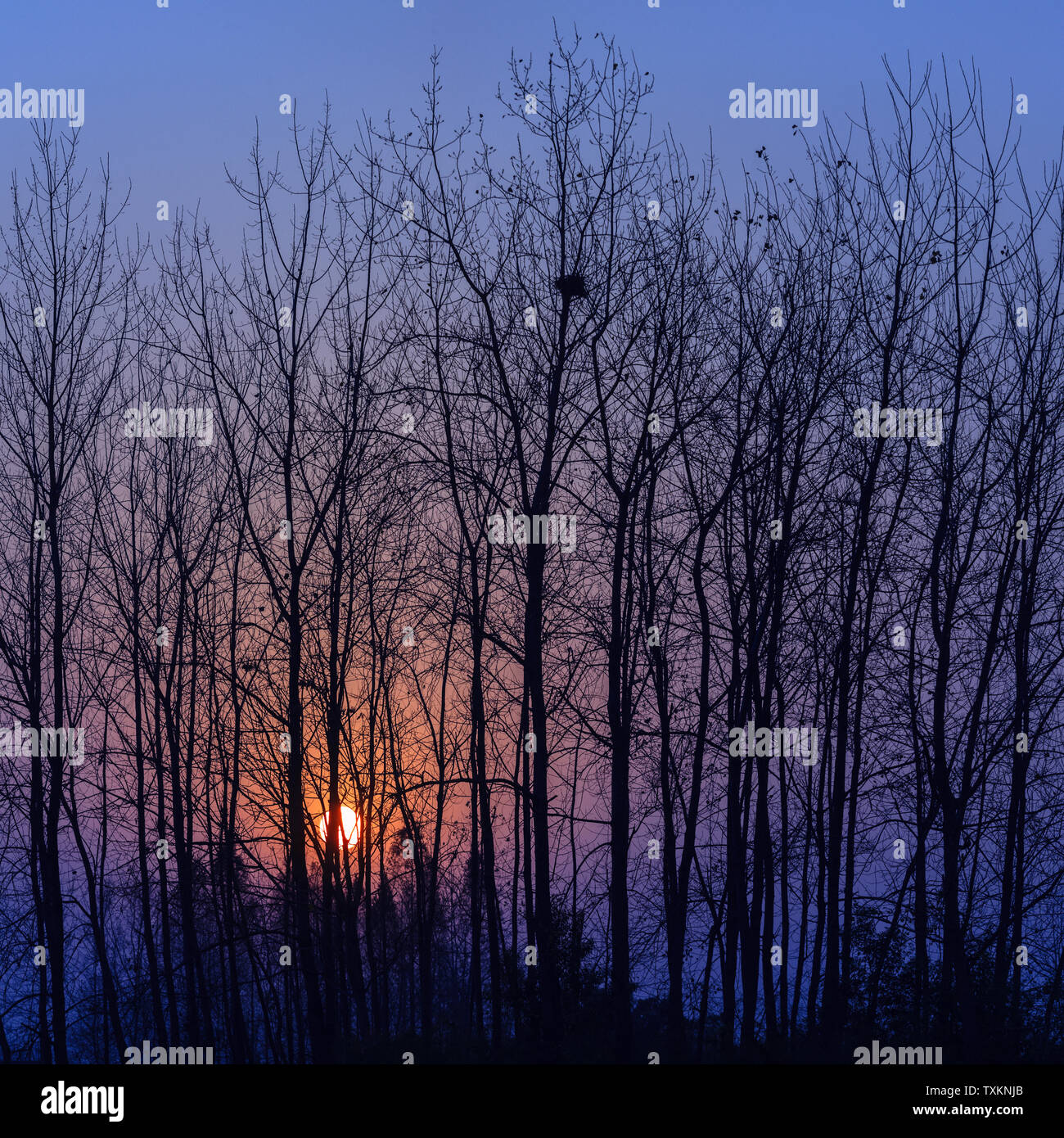 Through the sunset of the grove Stock Photo - Alamy