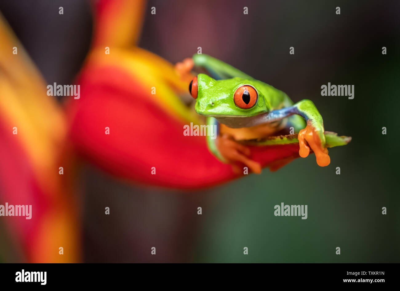 Red Eyed Tree Frog in Costa Rica Stock Photo - Alamy