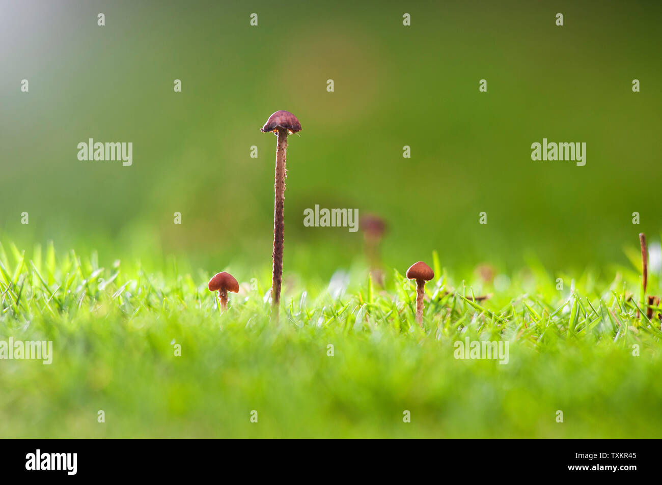 A set of microphotographs of mushrooms in the rain Stock Photo - Alamy