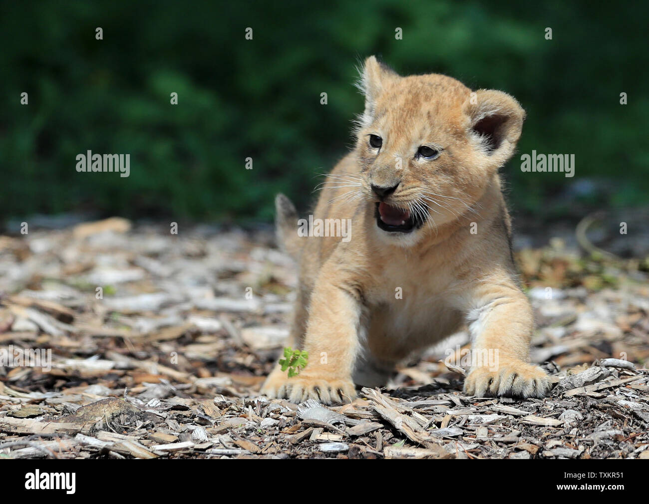 One of three six-week-old lion cubs explores their enclosure as they ...