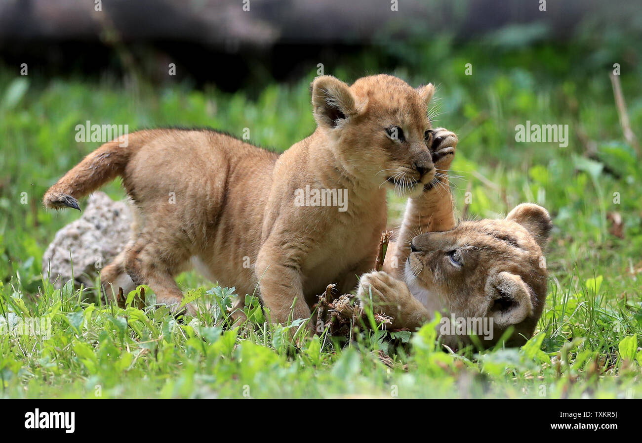 Two of three six-week-old lion cubs explore their enclosure as they ...